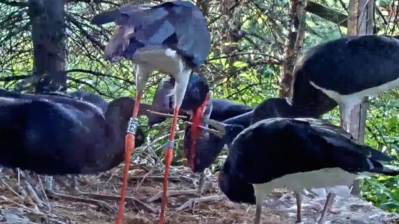 Čápi černí Makov | Nese se večeře! | Dinner's coming! - YouTube