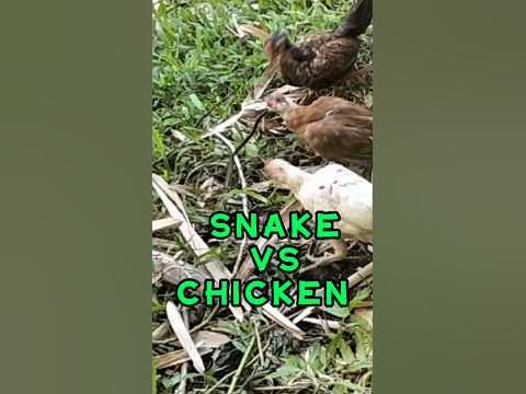 Snake vs Chicken - YouTube