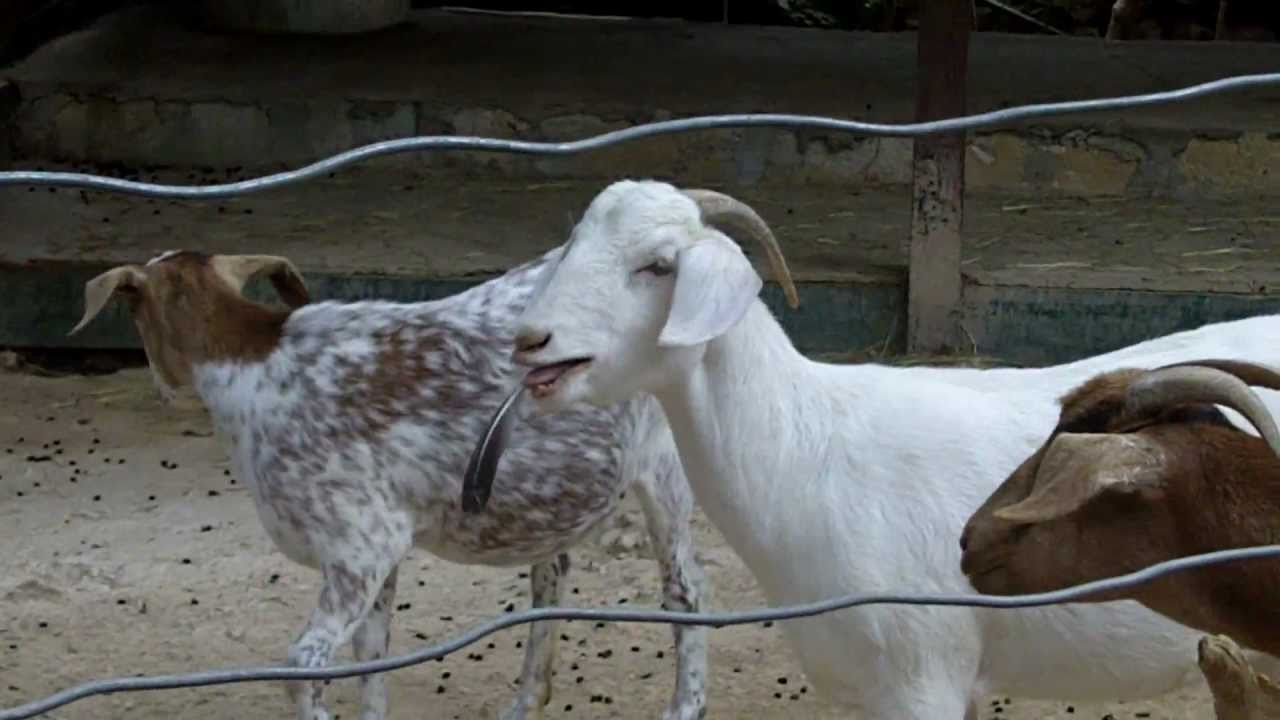 "Baaaa" The funny goats at the Nassau, Bahamas Gardens and Zoo - YouTube