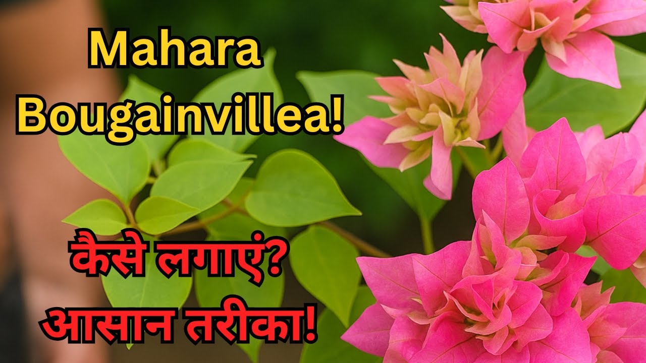 Bougainvillea Mahara Variety कैसे लगाएं | Pink Bougainvillea Plant Care ...