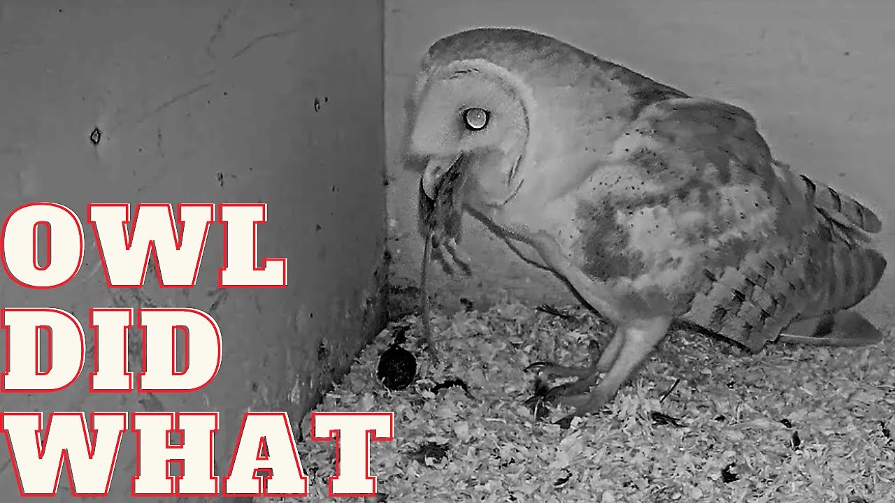 Owl did What? Female barn owl cast/regurgitates a owl pellet and then ...