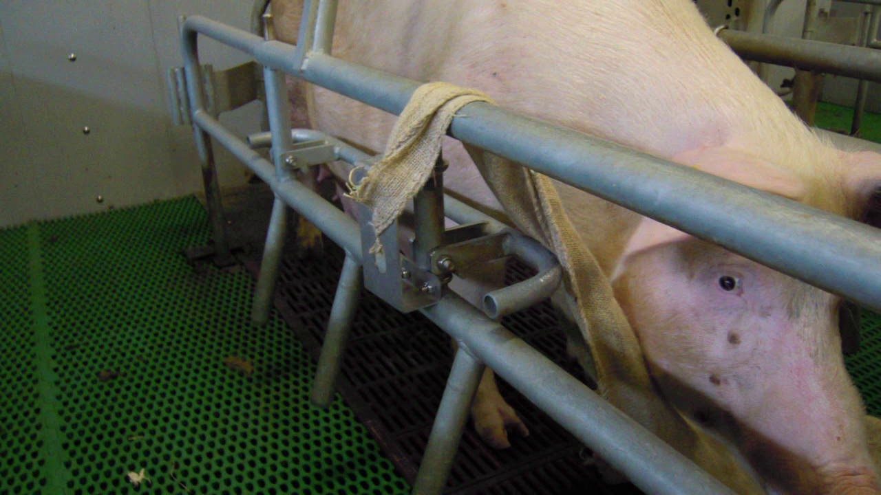 Nestbuilding behaviour sow - jute sack - YouTube