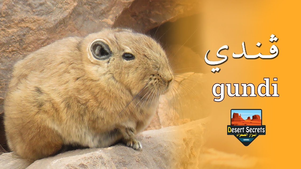 Gundi (القندي) - YouTube