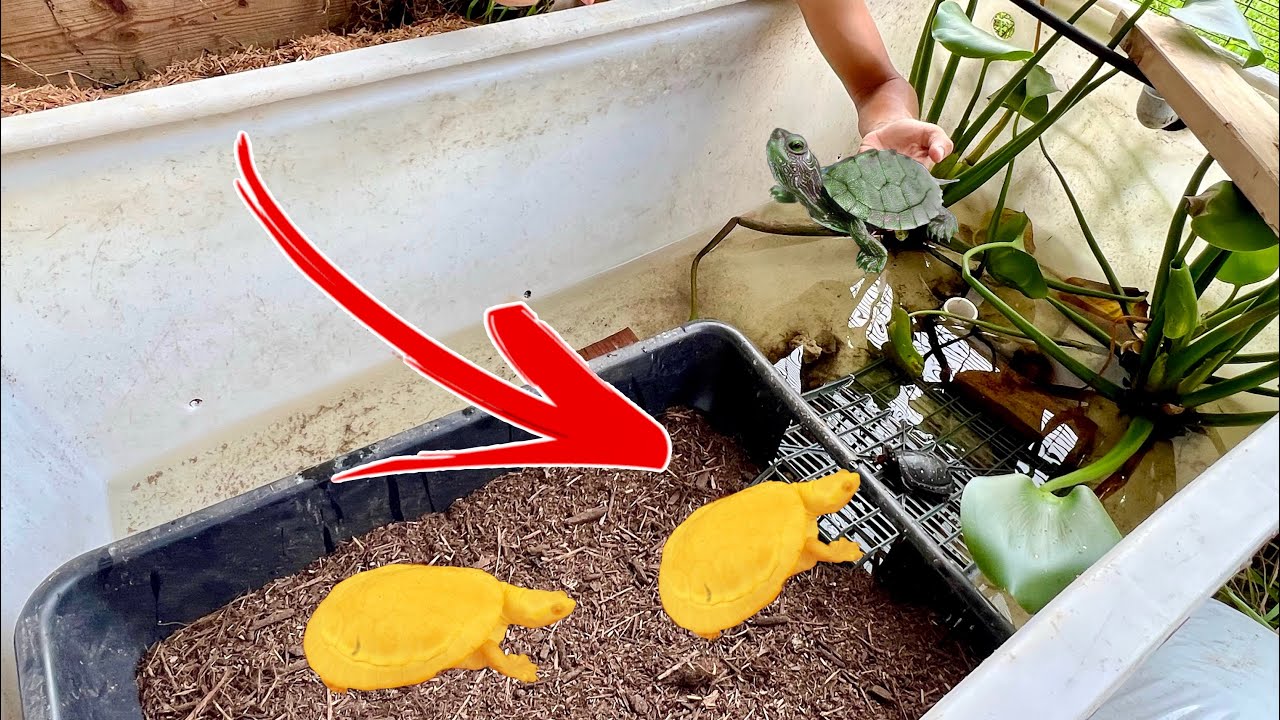 BUILDING MINI TURTLE POND! ON THE RANCH! - YouTube