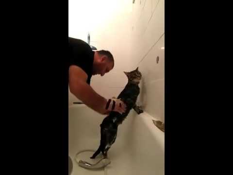 Kedinin uslu uslu banyo yapılıp fırçalanışı nasıl olur :)