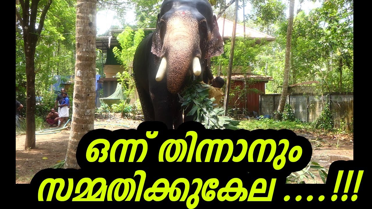 അമ്പാടി ബാലനാരായണൻ 🔥Ambadi balanarayanan | Kerala elephant - YouTube