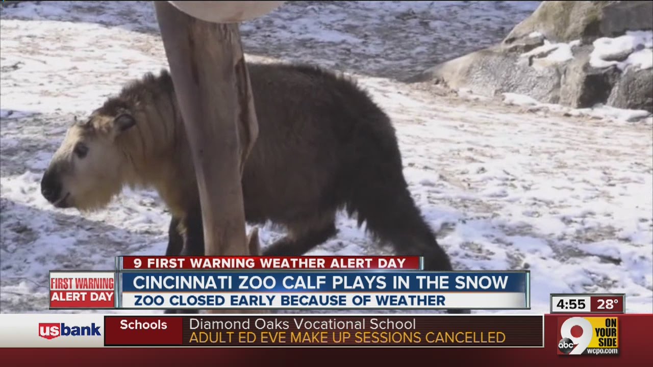 Cincinnati Zoo's takin calf Dale plays in the snow - YouTube
