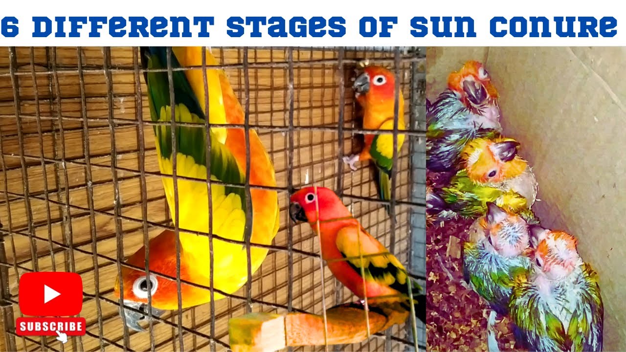 "Witness the Stunning Color Transformation of Sun Conures!"🤩 - YouTube