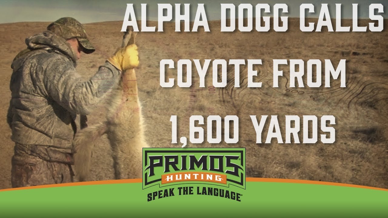 Alpha Dogg Calls Coyote From 1,600 Yards - YouTube