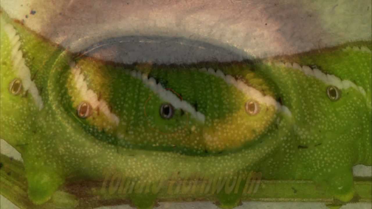 "Spiracles on Manduca spp".wmv - YouTube