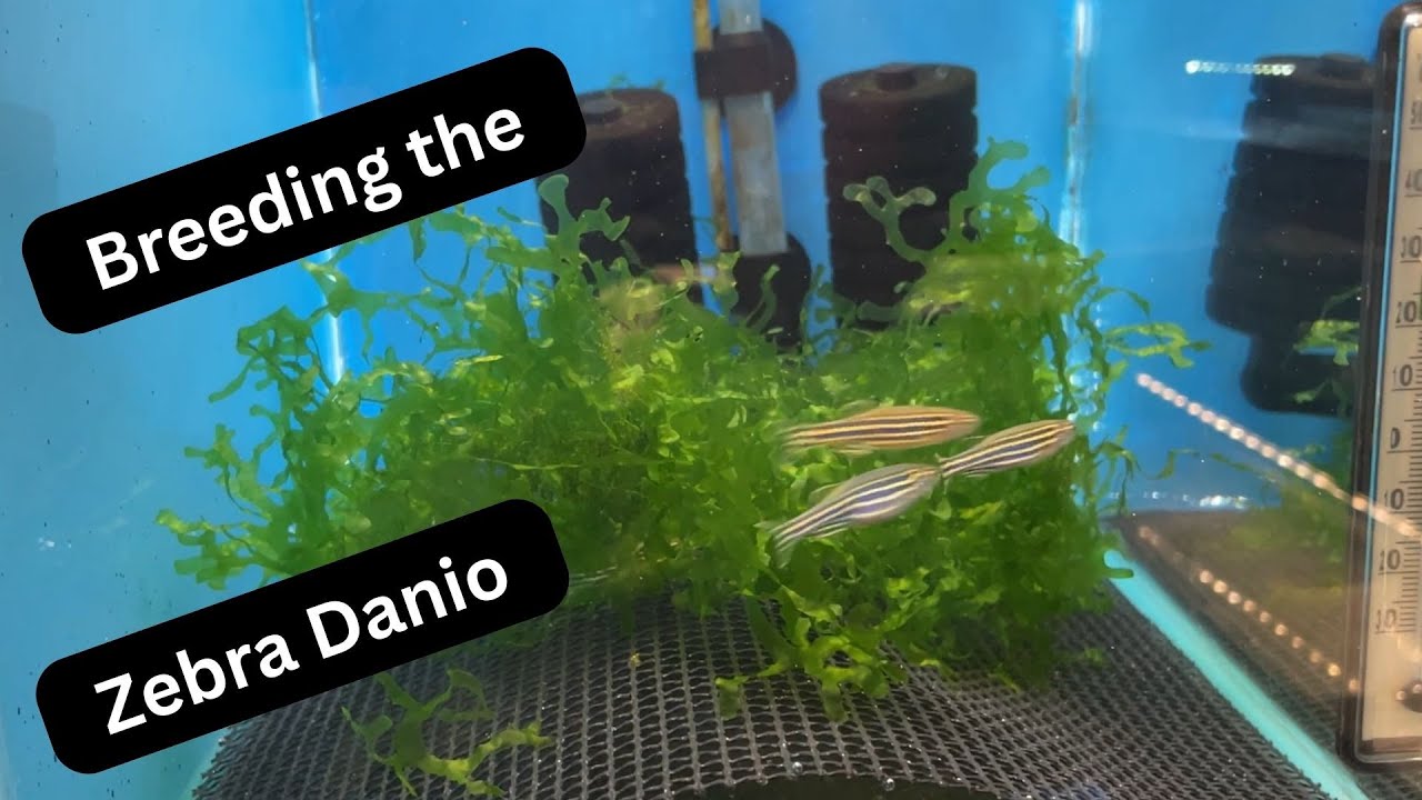 Breeding the Zebra Danio & Raising Fry - YouTube