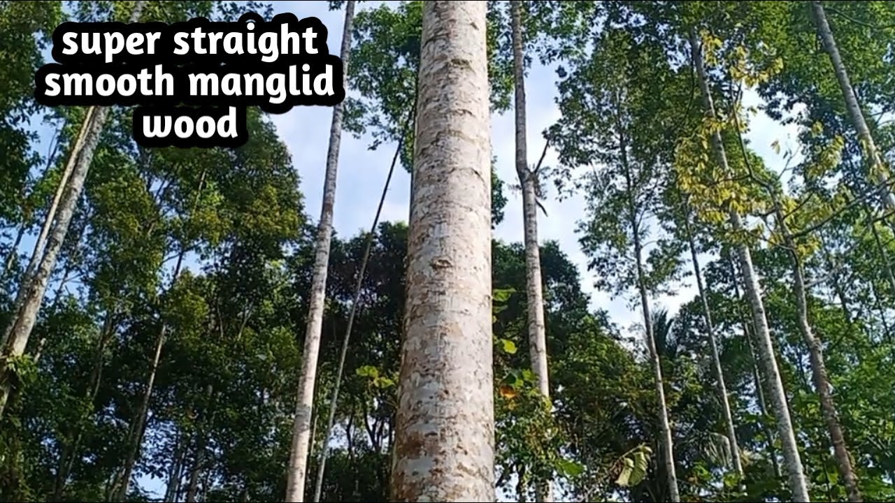 turun hujan di saat proses tebang pohon manglid pohon super lurus dan ...