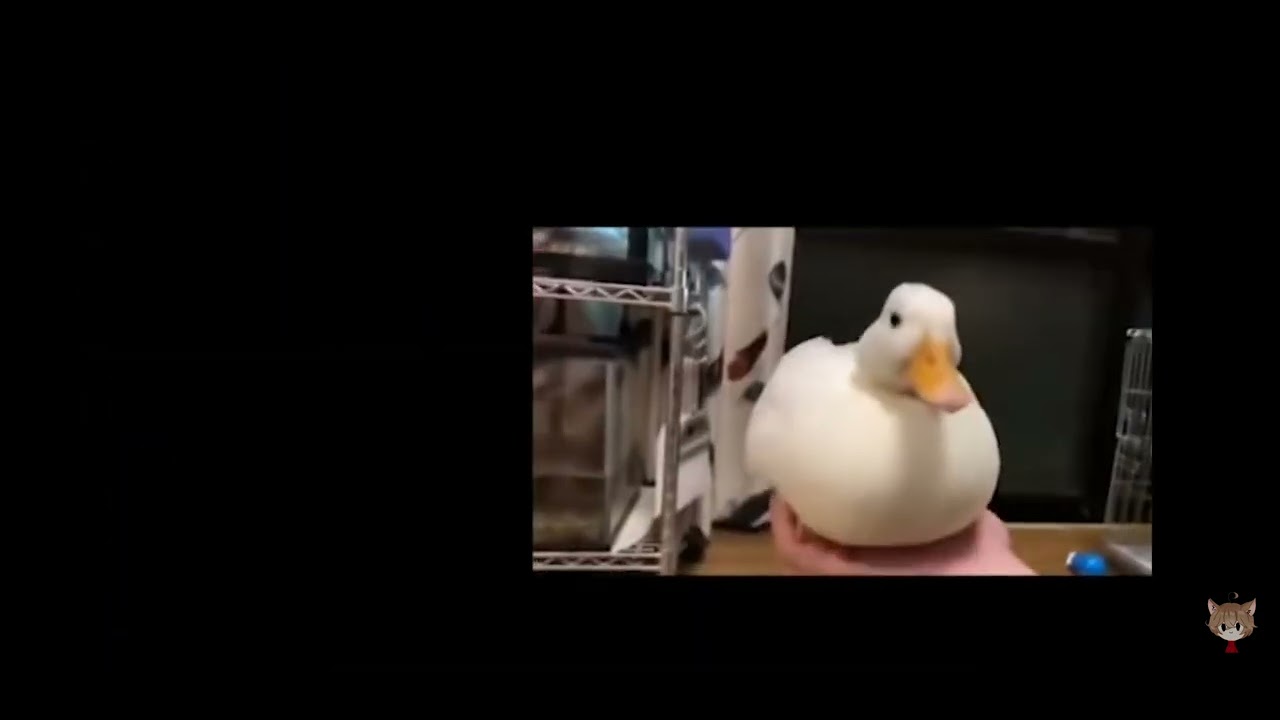 duck quacks a rickroll - YouTube