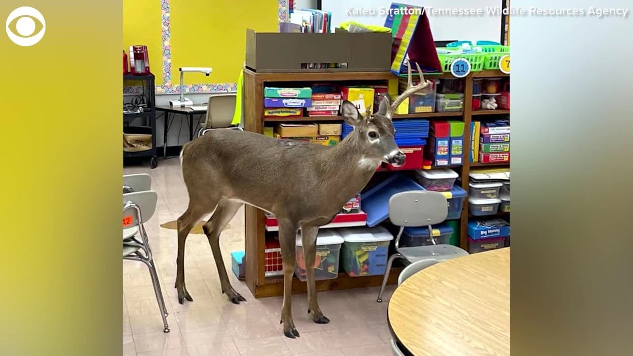 WEB EXTRA: Deer Breaks Into School Classroom - YouTube