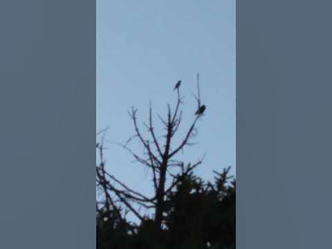 Chirp Chirp - YouTube