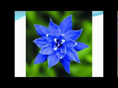 Royal Blue Bell Pictures - YouTube