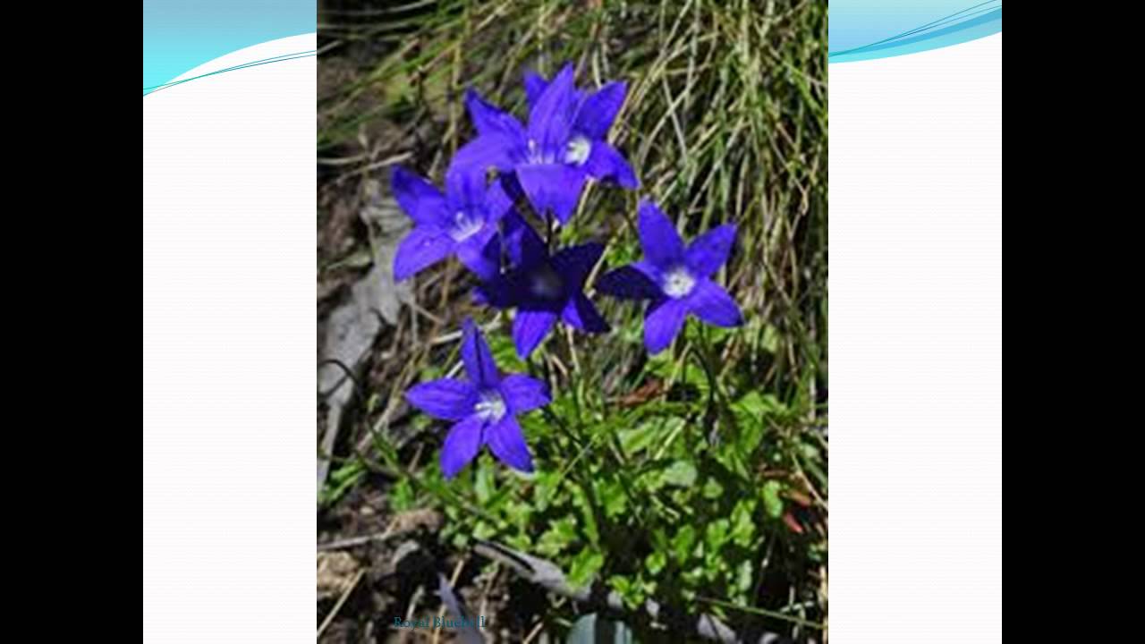 Royal Blue Bell Pictures - YouTube