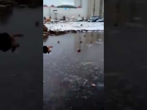 Arkadaşımızın sevgilisi için buzla imtihanı