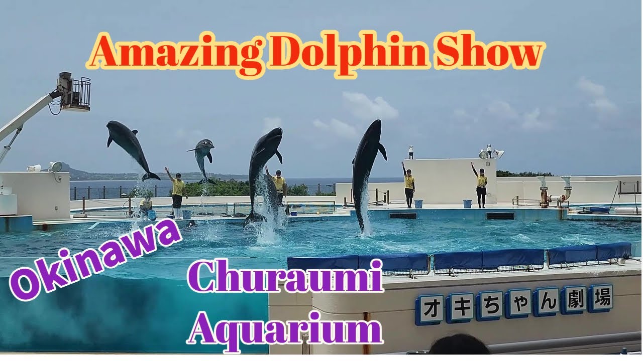 Amazing Dolphin Show | Okinawa,Japan - YouTube