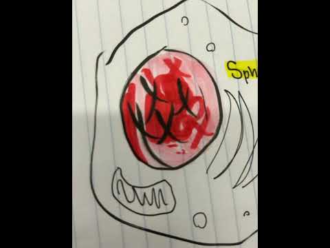 adv bio draft 2 - YouTube