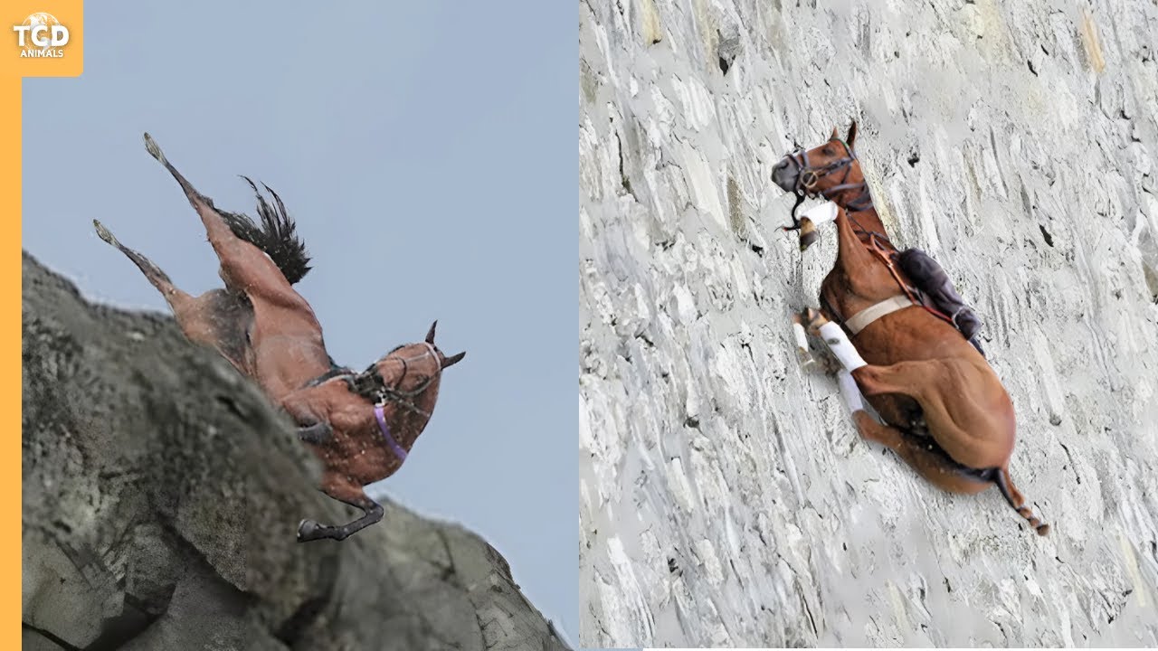 Top 18 Shocking Animal Falls Caught on Camera - YouTube