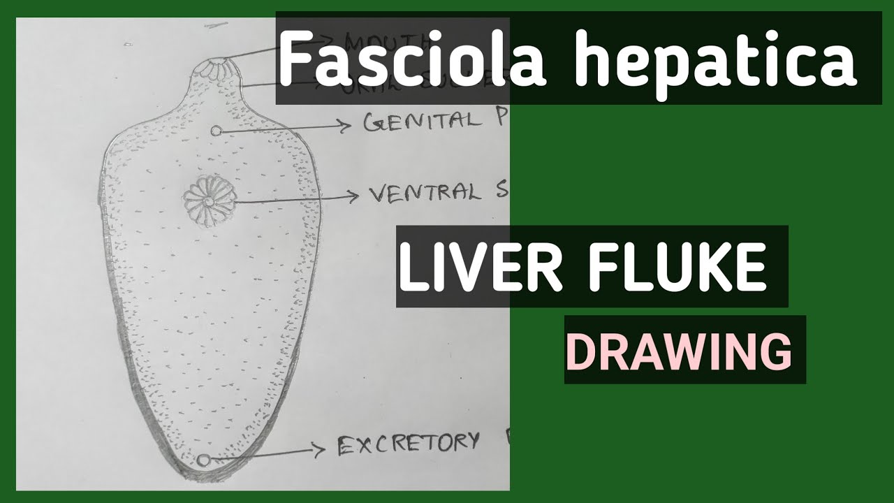 Liver fluke/Fasciola hepatica easy drawing@vaigam-tb4bs - YouTube