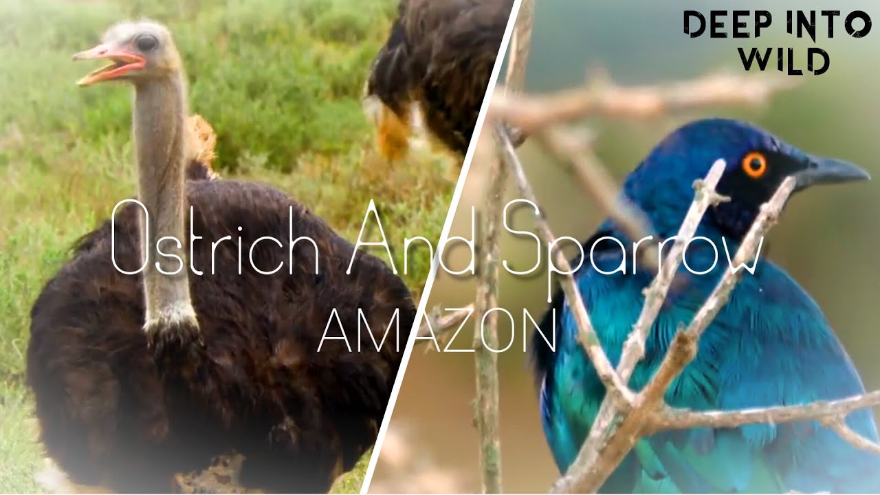 Ostrich And Sparrow | Stock Footage #8 | Deep Into Wild | - YouTube