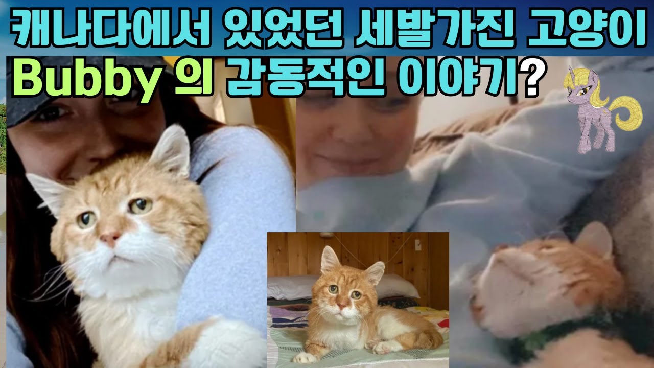 캐나다에서 있었던 세발가진 고양이 Bubby의 감동적인 이야기? #고양이 #반려동물 #반려묘 #동물 #animal #cat ...