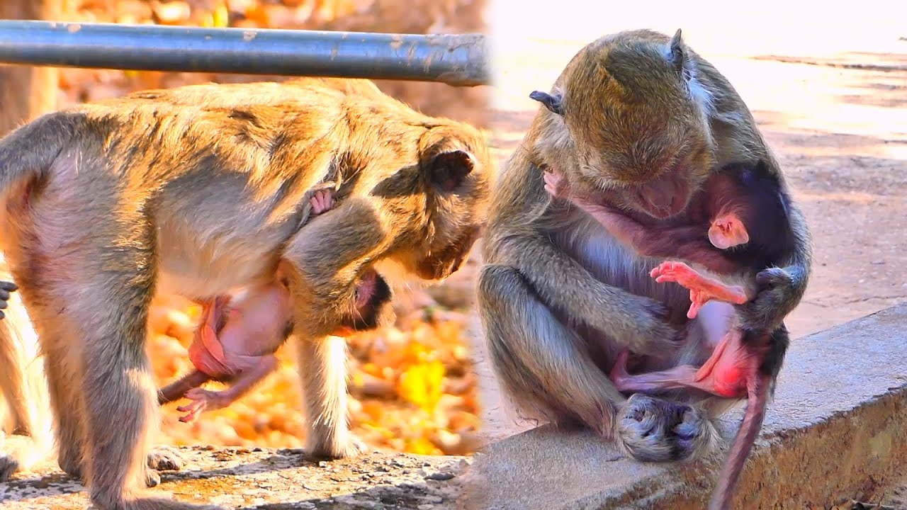 Caring Moment — Mama Monkey Gently Checks on Her Newborn with Love 🐒 ️ ...