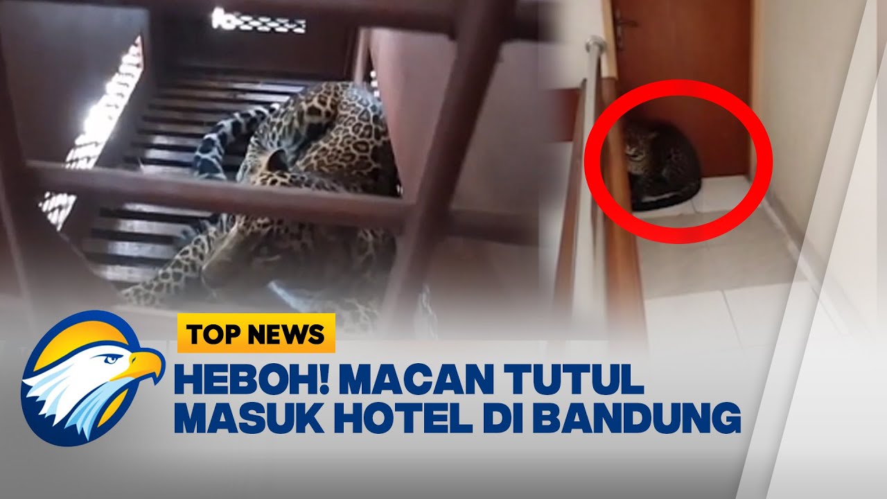 Potret Macan Tutul Jawa Masuk Hotel di Bandung - [Top News] - YouTube