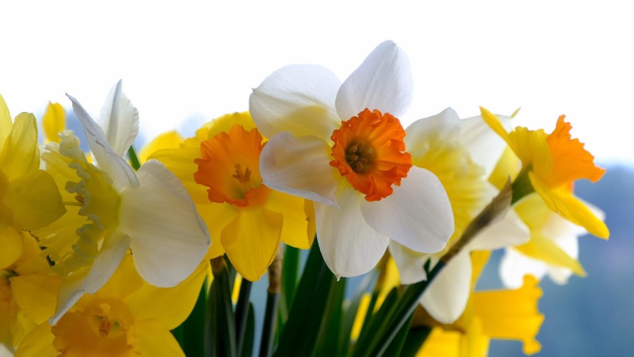 Blooming Dreams: Relax with Flowers in Full Bloom 🌼🌿 - YouTube