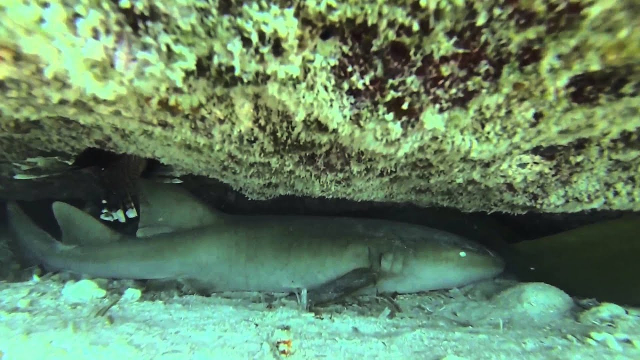 Shark and moray eel under ledge - YouTube