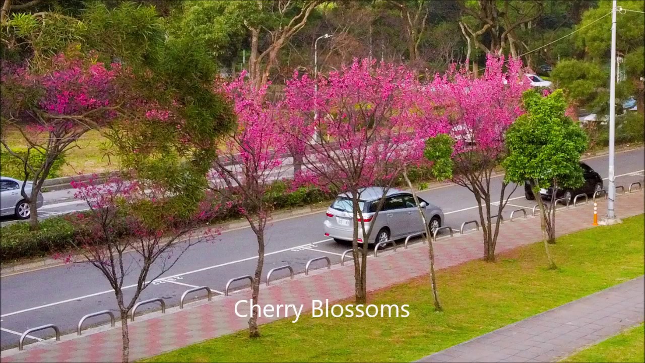 Linkou Park 20200222 - YouTube