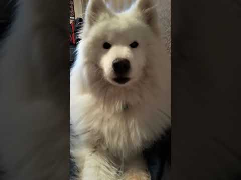 Talking Samoyed Sammy - YouTube