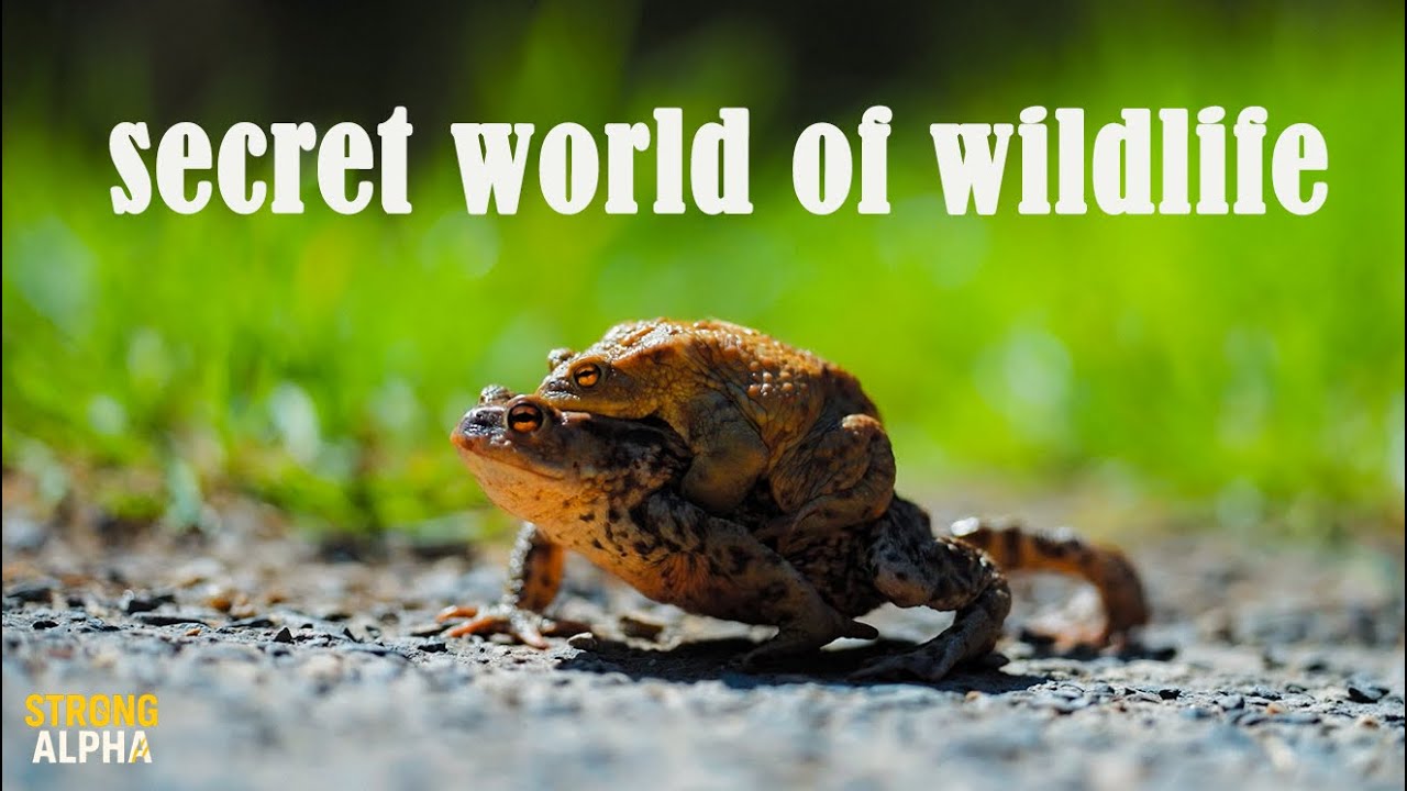 Earth’s Weirdest Animals and Birds – insects to sealife - YouTube