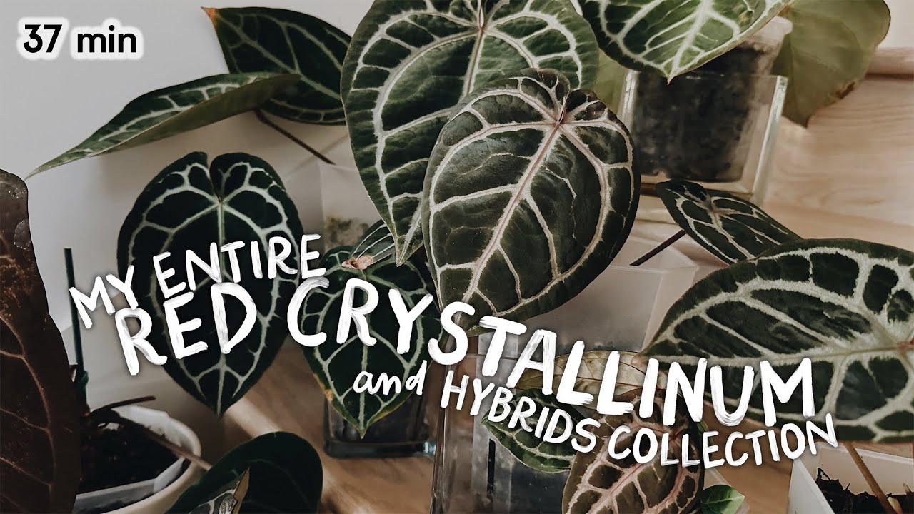 my entire (red) crystallinum + hybrids collection! PART 1 of 2 - YouTube