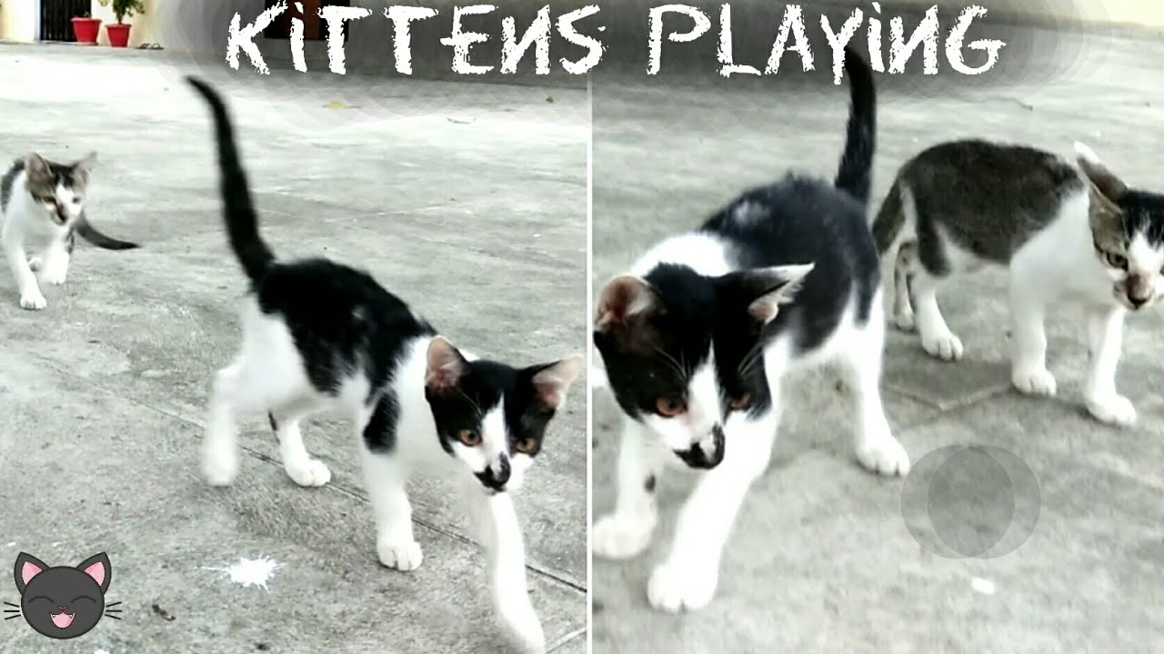 Kittens Playing - Cats Playing Outside - YouTube