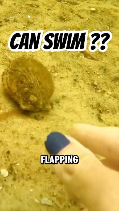Wait—Scallops Can Swim? Here’s How They Do It! #shorts - YouTube