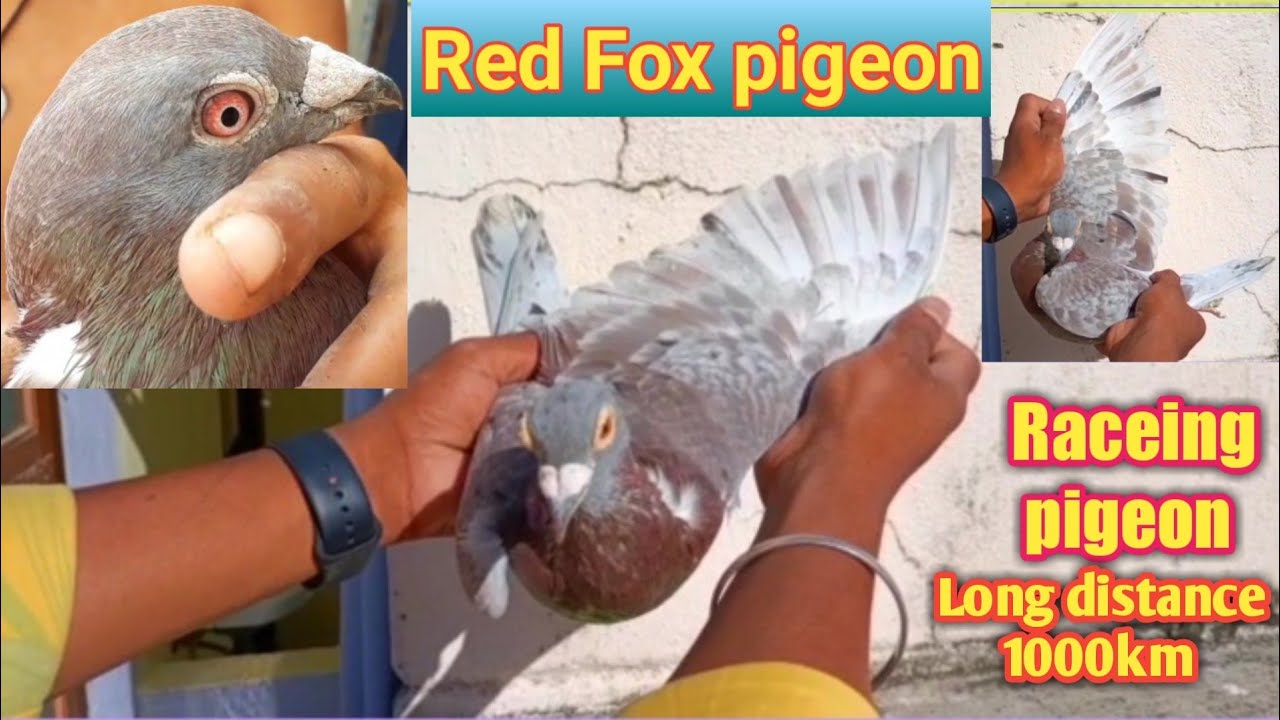 Red Fox check this racer pigeon |raceing pigeon|racer pigeon|1000km ...