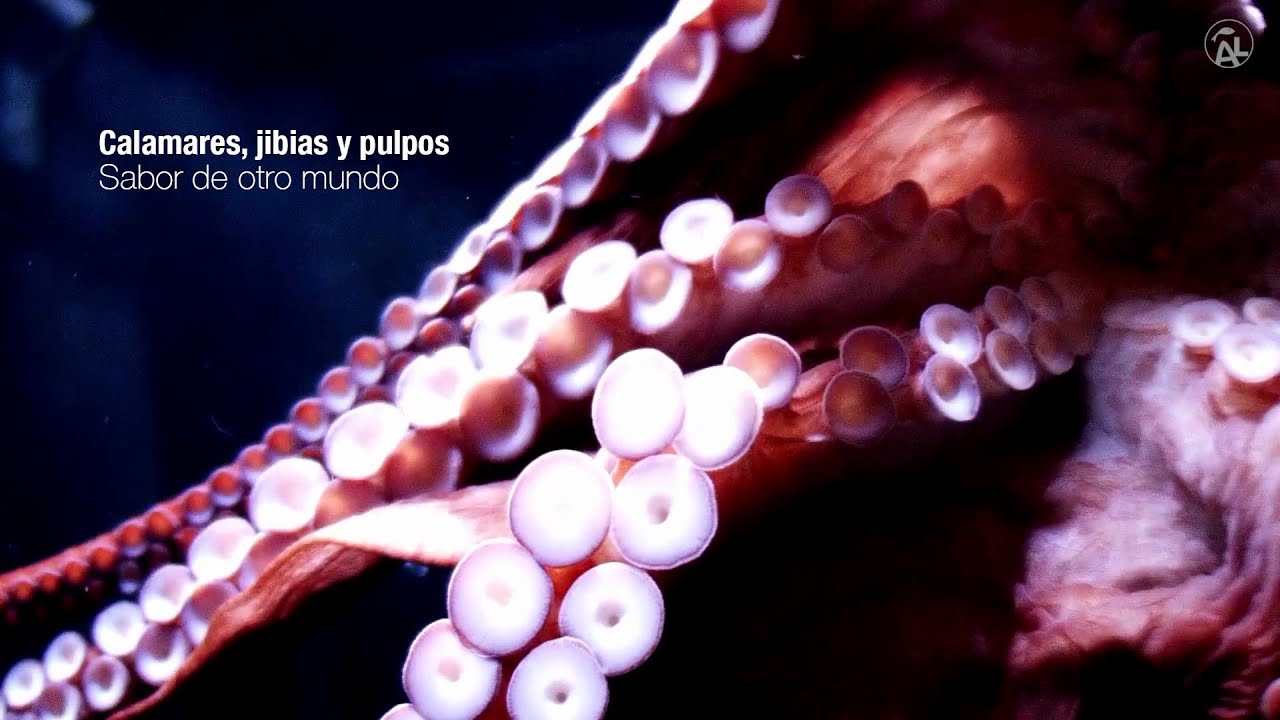 CALAMARES, JIBIAS Y PULPOS. Sabor de otro mundo. - YouTube