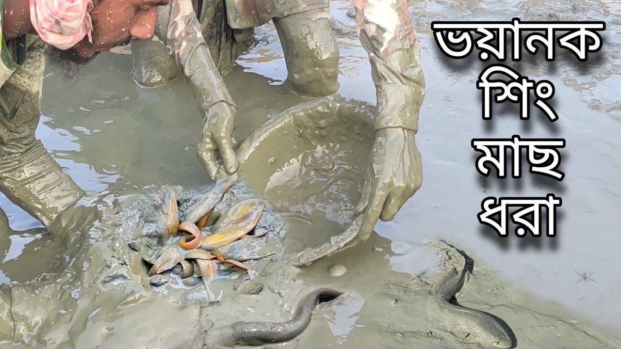 Unbelievable Fishing Method in Under Mud Water 2023||Snakehead Fishing ...