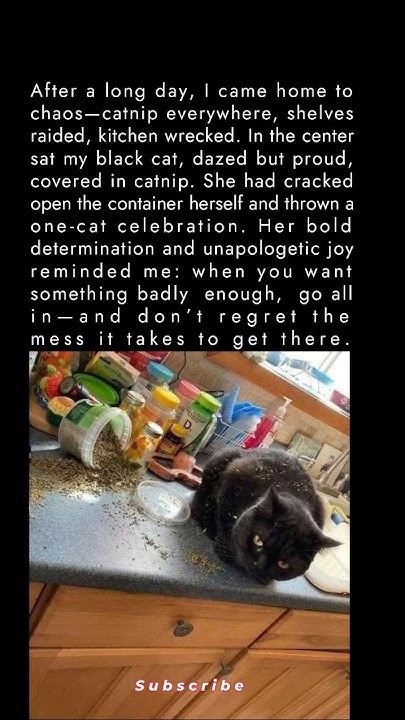 Mission Impawsible Operation Catnip - YouTube