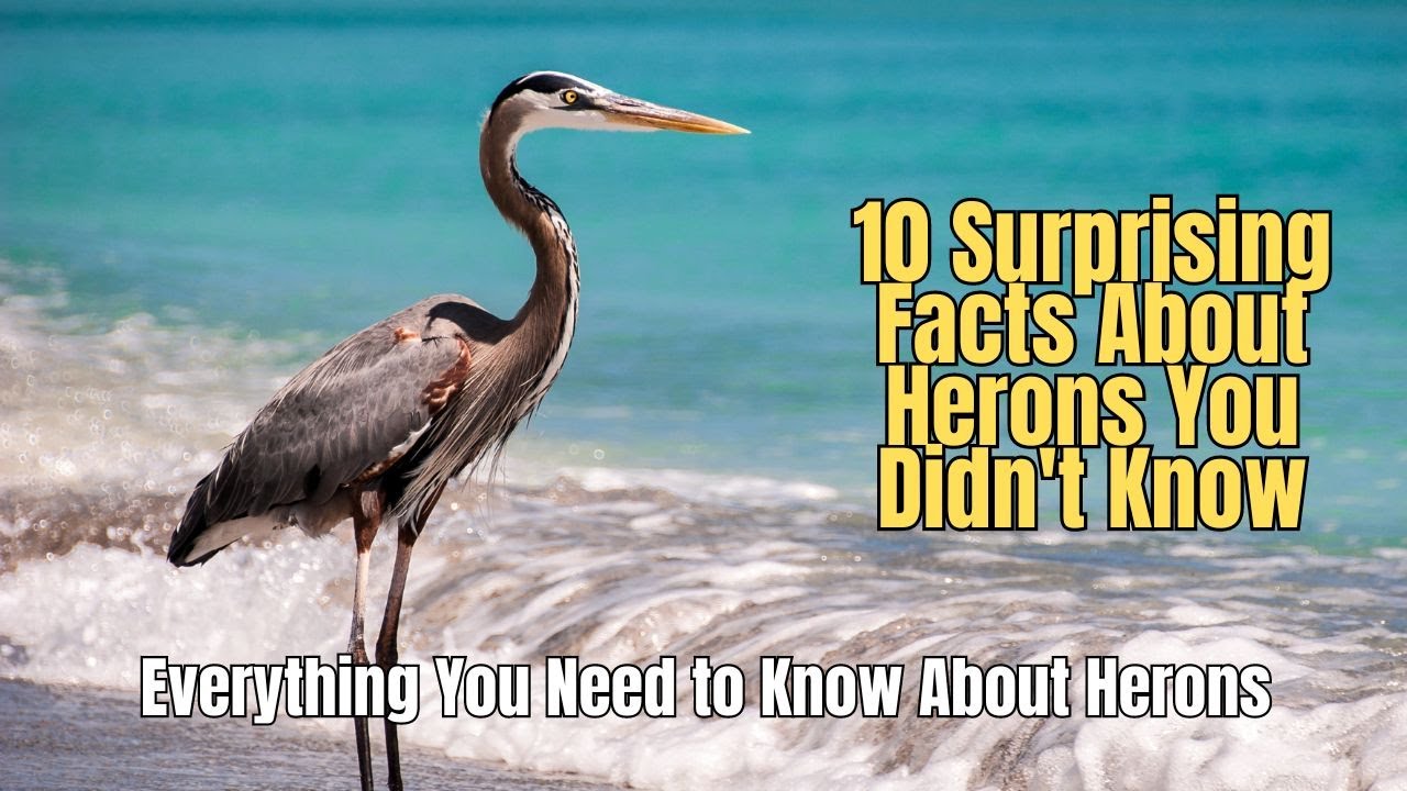 HERONS 📌 10 Surprising Facts About Herons You Didn't Know 🦤 - YouTube