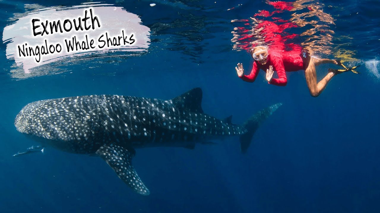 E80 - Diving With Ningaloo Reef Whale Sharks and the Exmouth Navy Pier ...