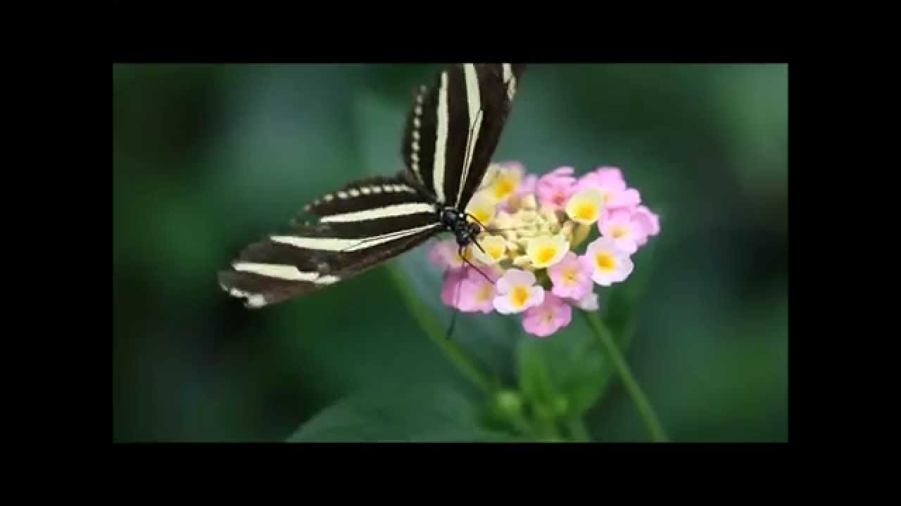 Plantas, flores e insectos - YouTube