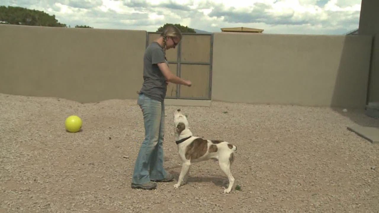 Santa Fe animal rehab center gives shelter dogs new start - YouTube