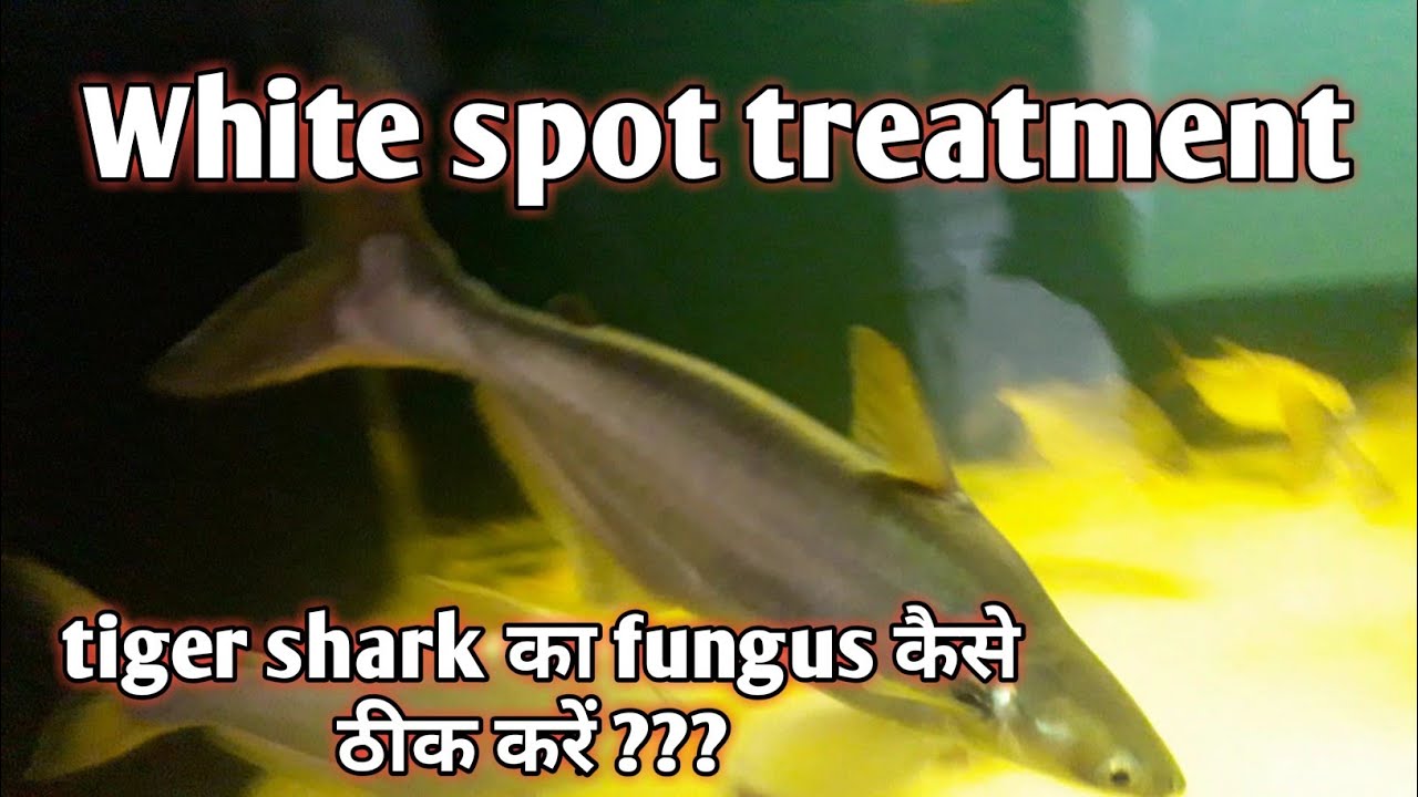 white spot treatment | fungus treatment | tiger shark treatment ...