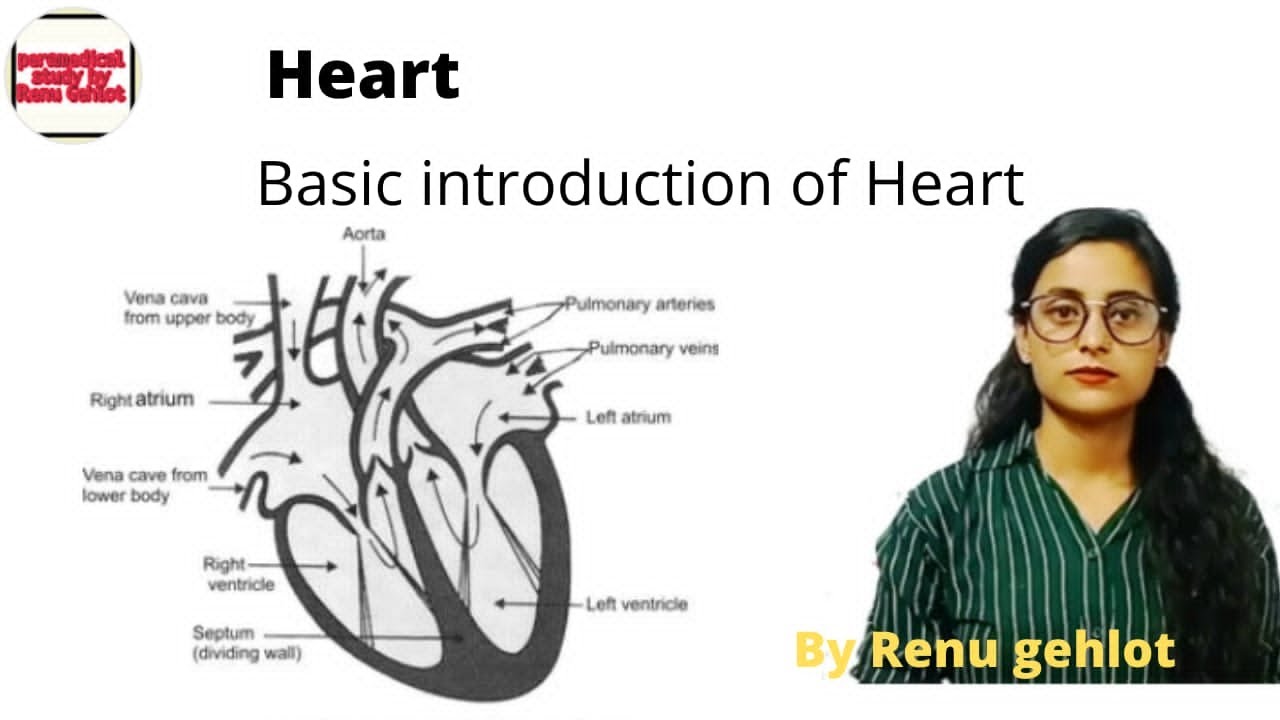 Heart in hindi || basic introduction of human heart in hindi || - YouTube