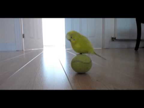 Dancing Parakeet - YouTube