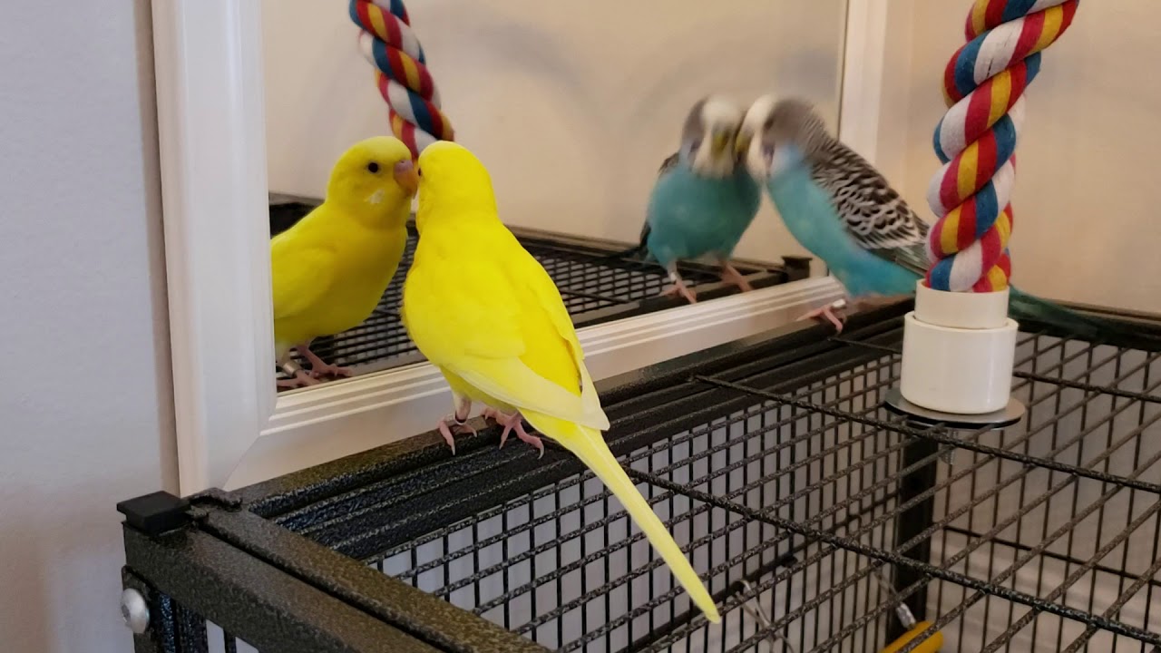 Parakeet - funny cute moment - YouTube